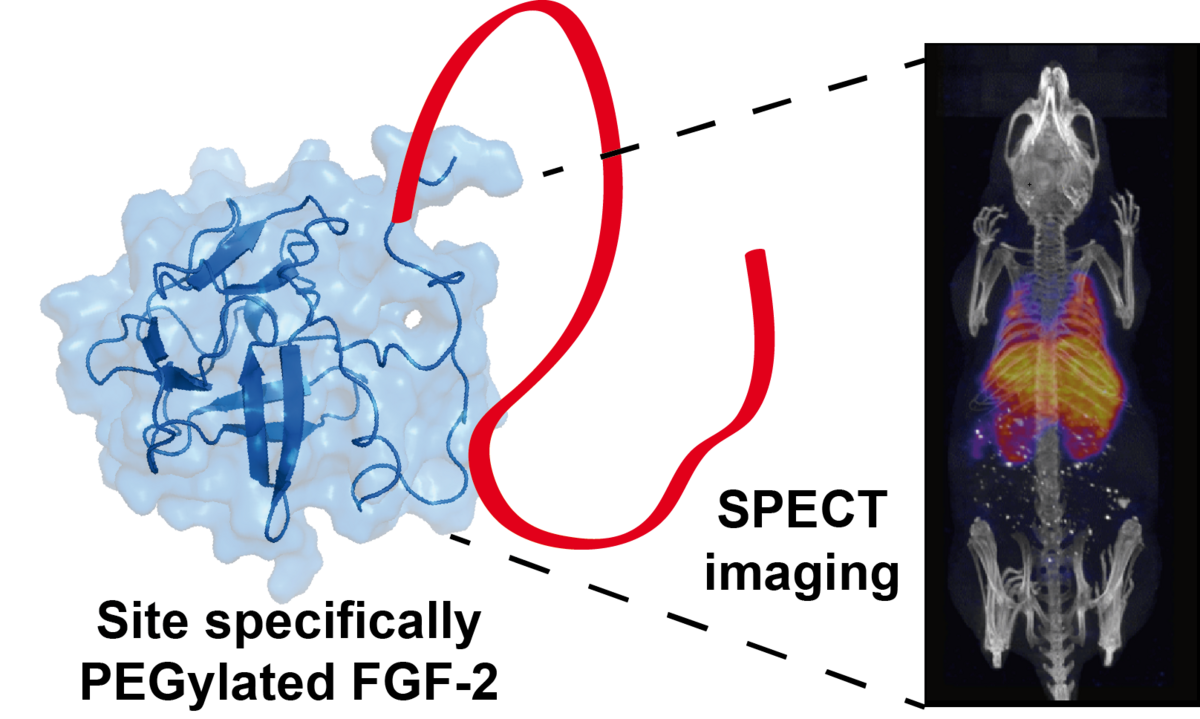 In vivo visualization of FGF-2 - Chair for Drug Formulation and Delivery