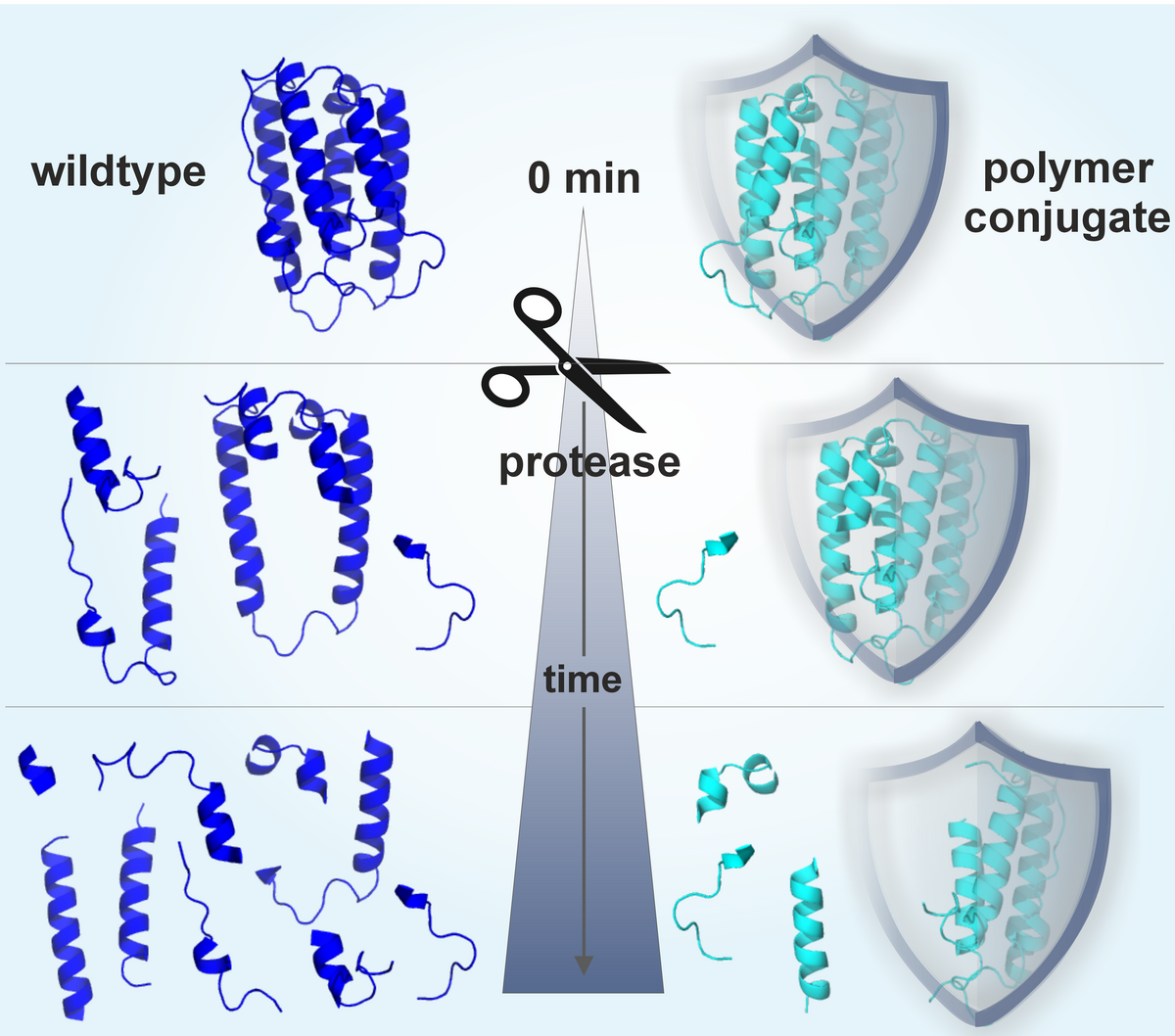Deciphering Polymer Interactions in Bioconjugates - Chair for Drug ...